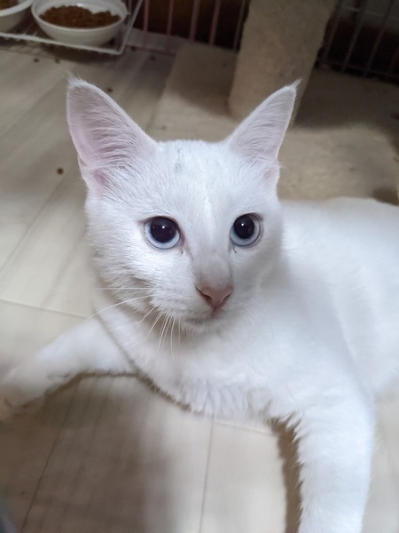 里親様募集します｜いつでも里親募集中