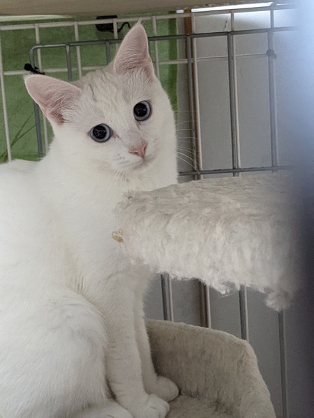 里親様募集します｜いつでも里親募集中