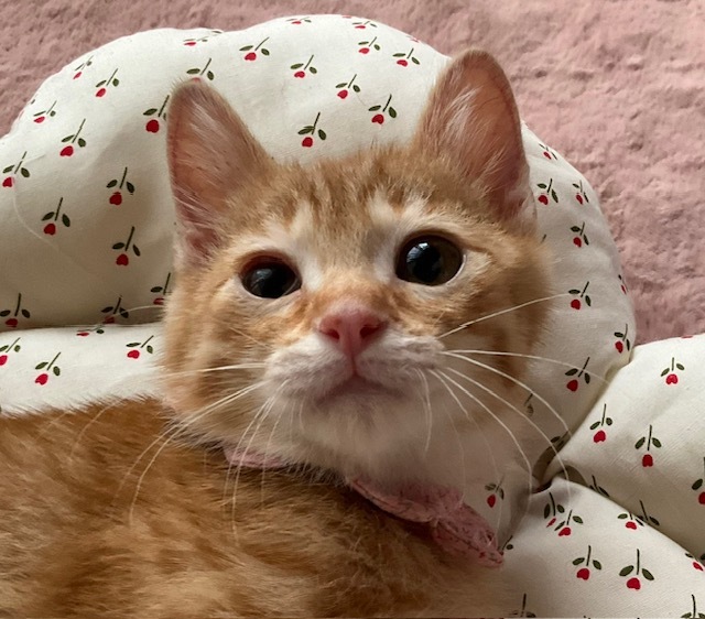 お転婆さんのちゃことたくさん遊んでね♡｜いつでも里親募集中