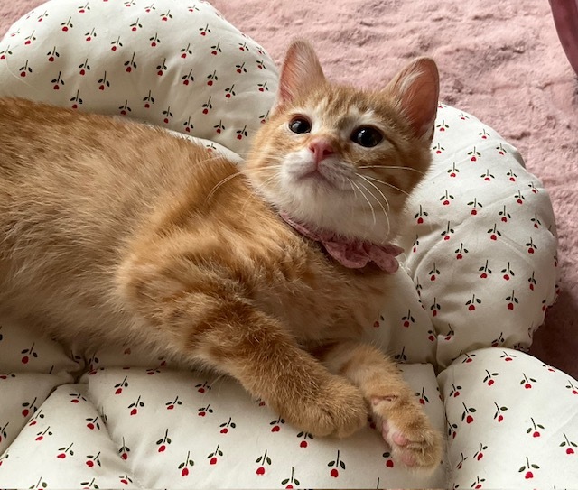 お転婆さんのちゃことたくさん遊んでね♡｜いつでも里親募集中