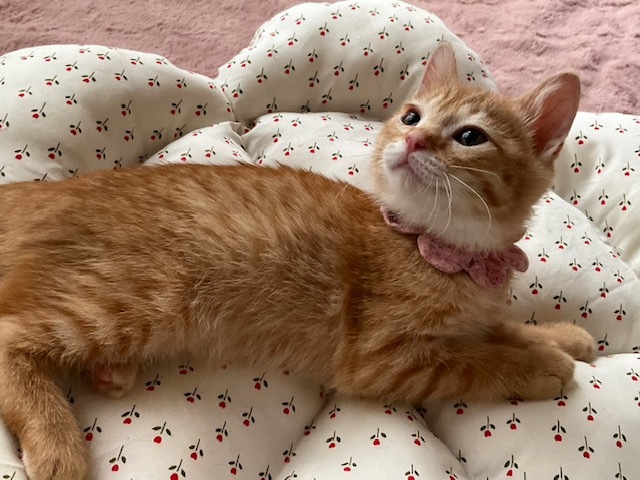 お転婆さんのちゃことたくさん遊んでね♡｜いつでも里親募集中