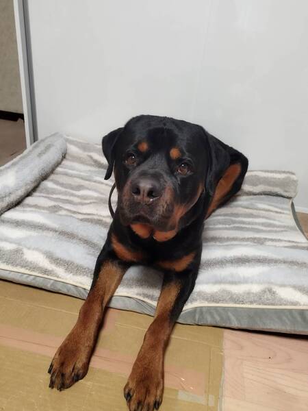 訓練が大好きなロットワイラーのキラくん｜いつでも里親募集中