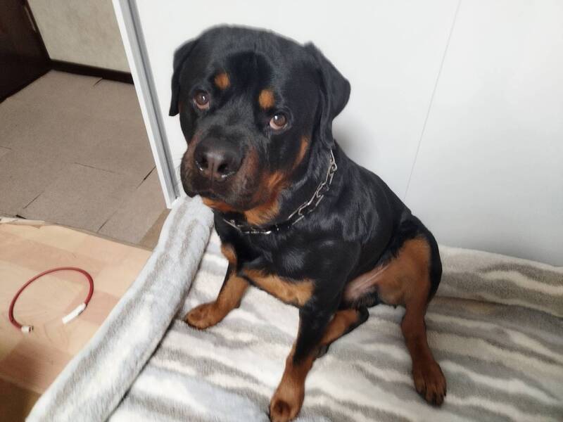 訓練が大好きなロットワイラーのキラくん｜いつでも里親募集中