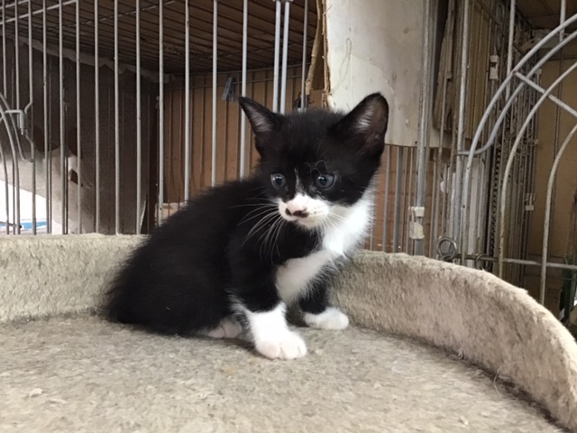 可愛い白黒の仔猫ちゃん｜いつでも里親募集中