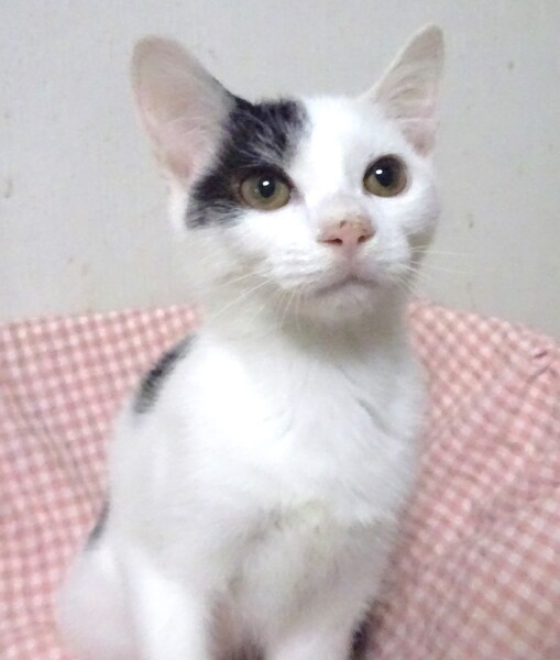 1月25日（日）譲渡会参加、殆ど白の香太くん｜いつでも里親募集中