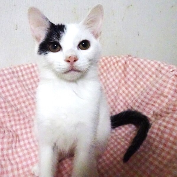 1月25日（日）譲渡会参加、殆ど白の香太くん｜いつでも里親募集中