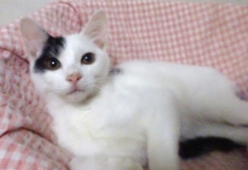 1月25日（日）譲渡会参加、殆ど白の香太くん｜いつでも里親募集中