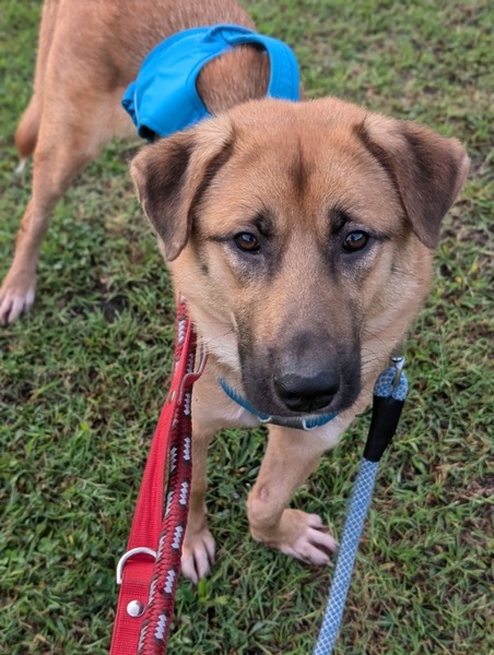 “ふぅり” 男の子｜いつでも里親募集中