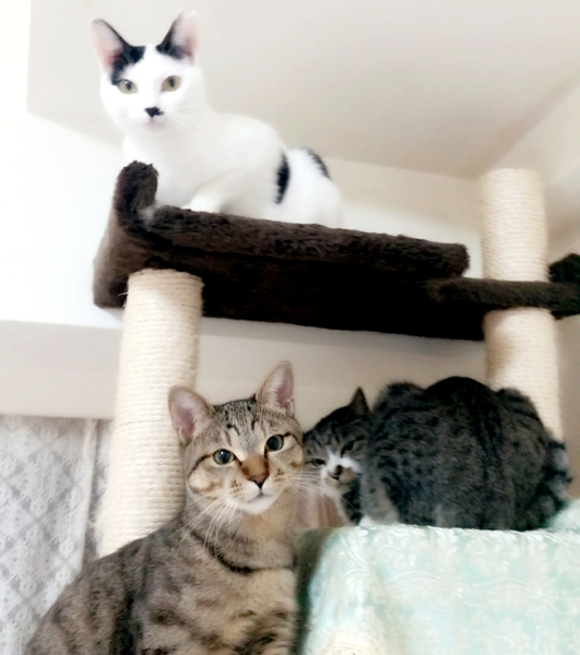 【1/5東銀座】伊織くん8ヵ月半♪｜いつでも里親募集中