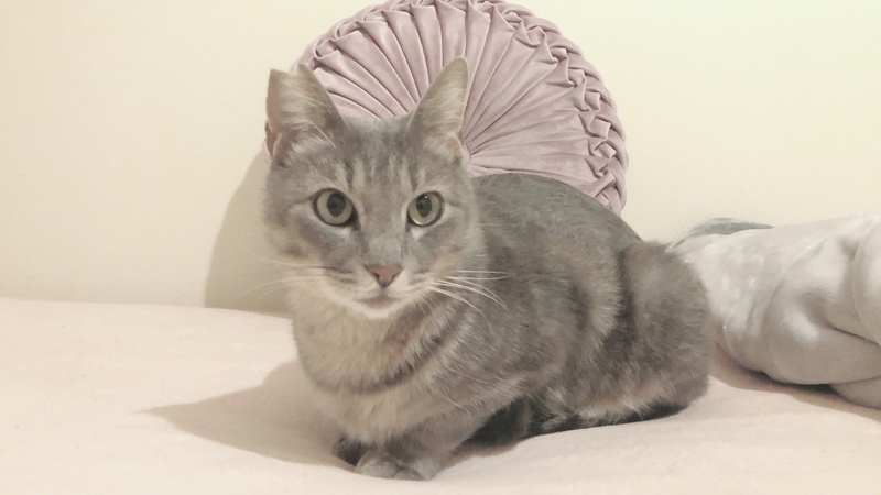 大人しくて甘えん坊なサバトラ★アトム君｜いつでも里親募集中