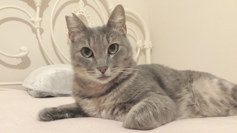 大人しくて甘えん坊なサバトラ★アトム君｜いつでも里親募集中