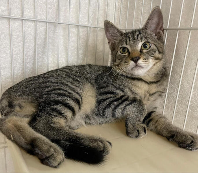 9/3譲渡会出場にゃんず キジトラ♂@約4ヶ月半（去勢済）【仮名】ゆうゆくん｜いつでも里親募集中