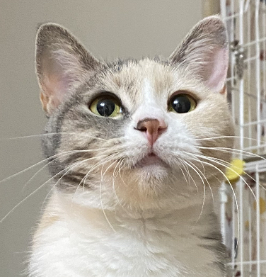 ブリティッシュショートヘア｜いつでも里親募集中