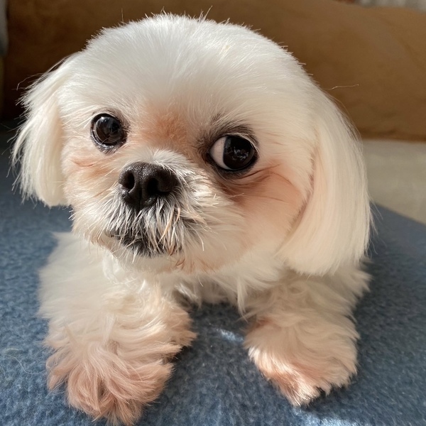 愛嬌たっぷり！くりくりお目々がたまらなく可愛い♡｜いつでも里親募集中