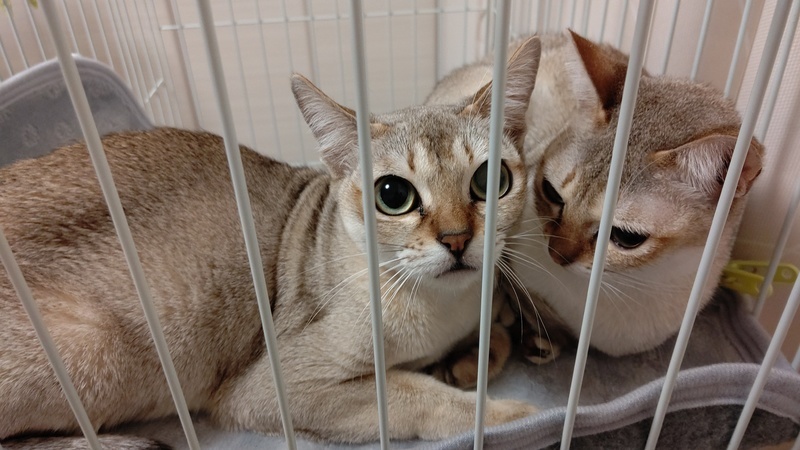 シンガプーラ アンちゃん｜いつでも里親募集中