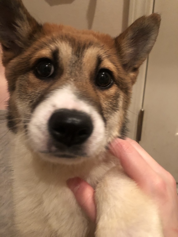 生後4ヶ月くらいの子犬ちゃん｜いつでも里親募集中