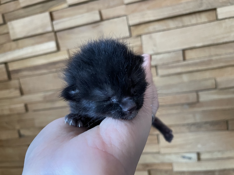 黒猫の赤ちゃん2匹｜いつでも里親募集中