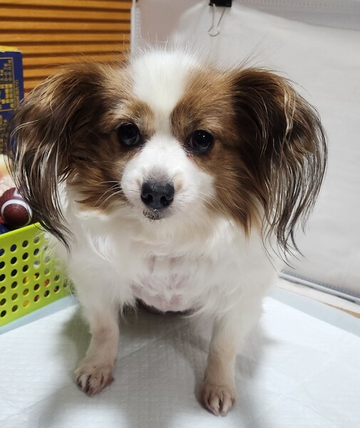 パピヨン★推定6～7歳 プリプリちゃん｜いつでも里親募集中