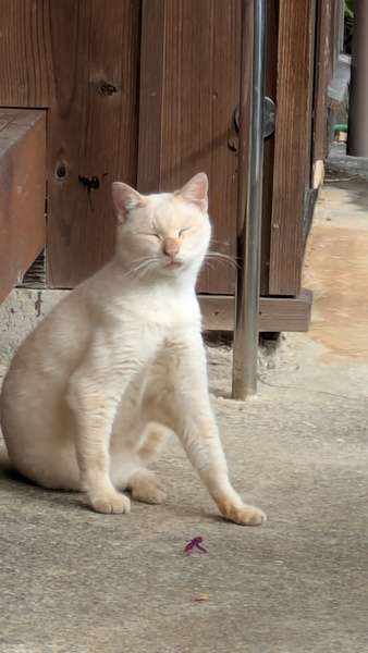 2匹の里親になってくれる方を募集中です。｜いつでも里親募集中