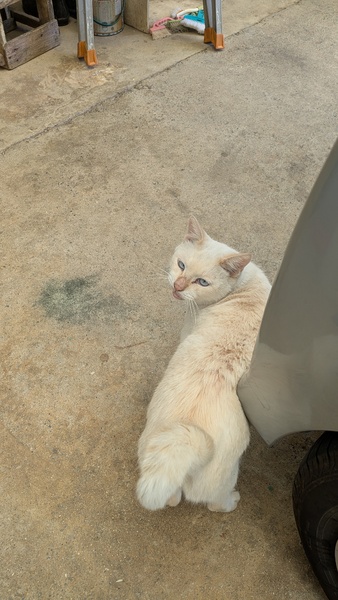 2匹の里親になってくれる方を募集中です。｜いつでも里親募集中