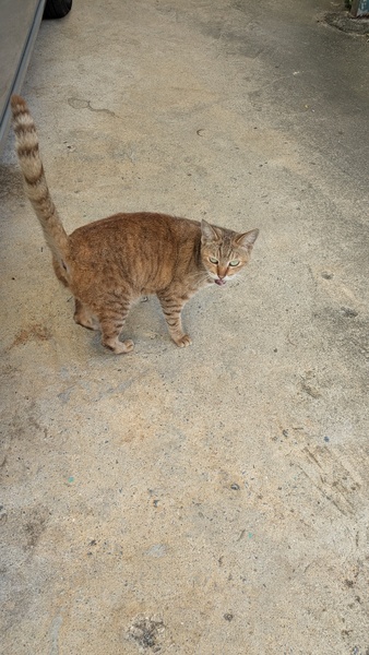 2匹の里親になってくれる方を募集中です。｜いつでも里親募集中