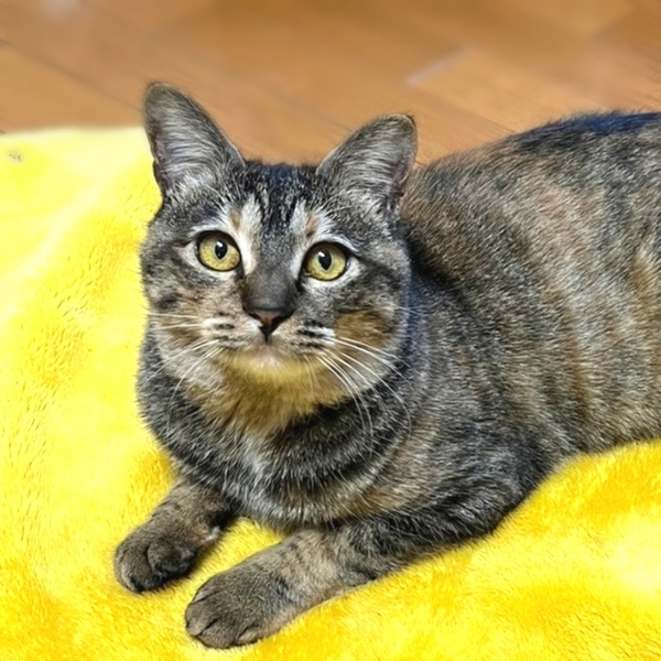 タルトちゃん★1/28譲渡会参加★好奇心旺盛なアクティブにゃんこ｜いつでも里親募集中