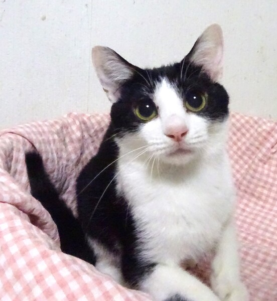 1月25日（日）譲渡会参加、八割れ美香ちゃん｜いつでも里親募集中