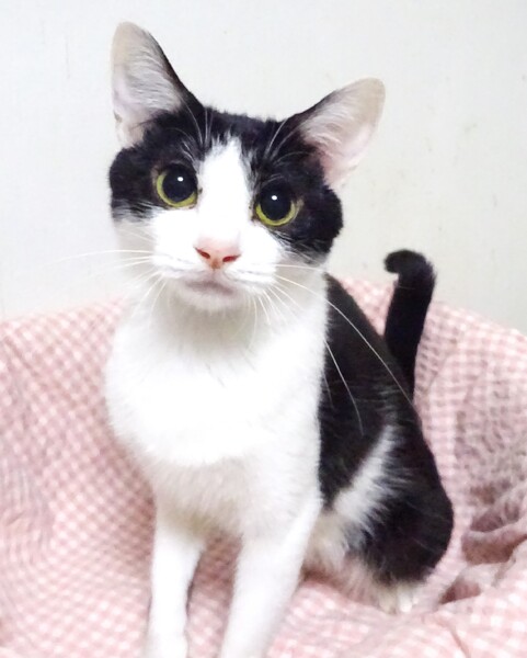 1月25日（日）譲渡会参加、八割れ美香ちゃん｜いつでも里親募集中