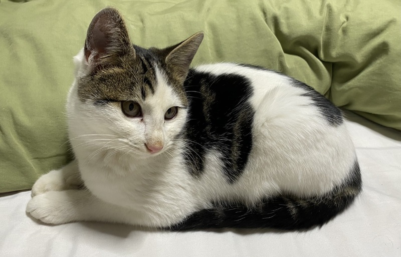 ♡ 遊ぶのが大好きな可愛い男の子です。｜いつでも里親募集中