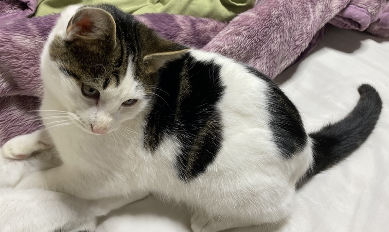 ♡ 遊ぶのが大好きな可愛い男の子です。｜いつでも里親募集中