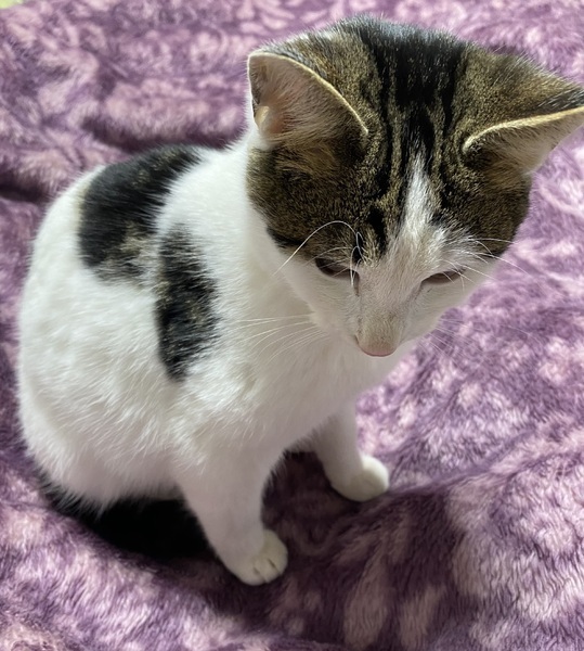 ♡ 遊ぶのが大好きな可愛い男の子です。｜いつでも里親募集中