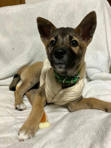 人が大好き甘えん坊くんオス子犬｜いつでも里親募集中