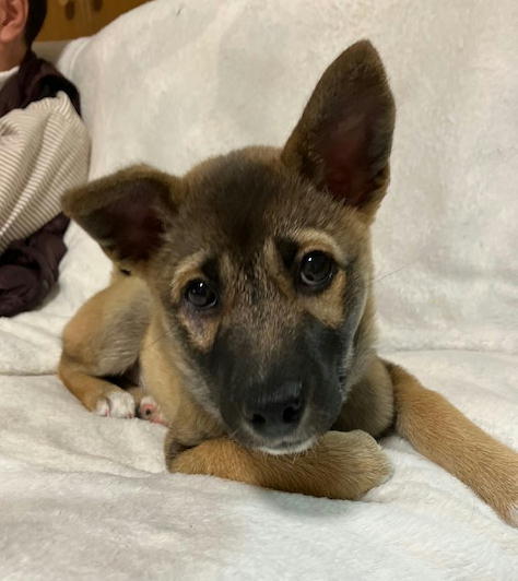 人が大好き甘えん坊くんオス子犬｜いつでも里親募集中