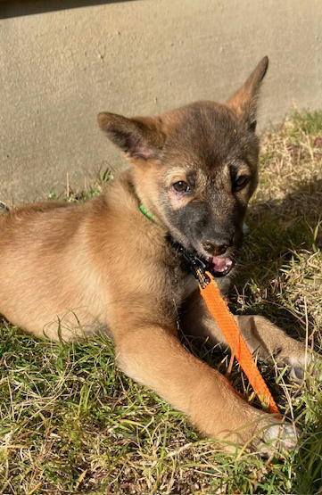 人が大好き甘えん坊くんオス子犬｜いつでも里親募集中
