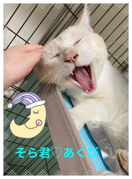 白猫 そら君 3〜4才｜いつでも里親募集中