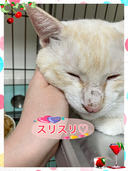 白猫 そら君 3〜4才｜いつでも里親募集中