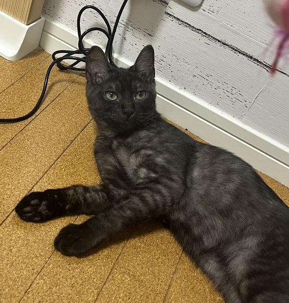 人も猫もOK ️撫でられ好きでよくお喋りします?｜いつでも里親募集中