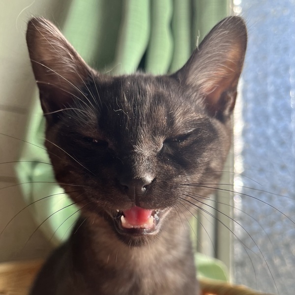 人も猫もOK ️撫でられ好きでよくお喋りします?｜いつでも里親募集中