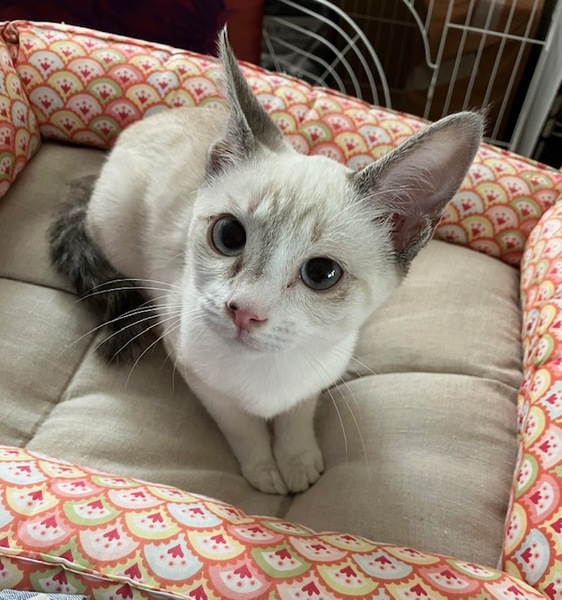 シャムねこ系のきれいで元気イッパイの”女の子”です！｜いつでも里親募集中