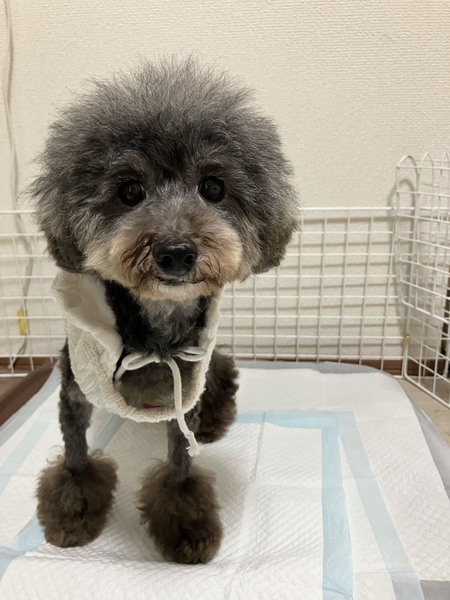 トイプードルの女の子｜いつでも里親募集中