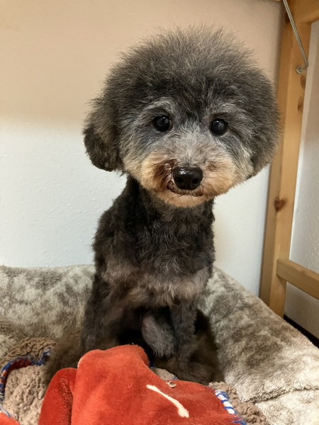 トイプードルの女の子｜いつでも里親募集中