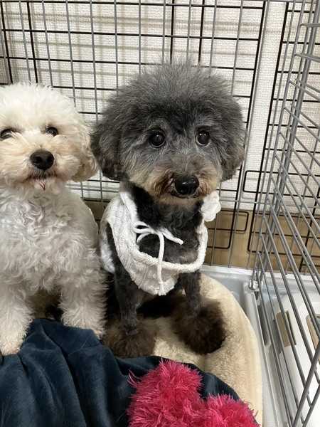 トイプードルの女の子｜いつでも里親募集中