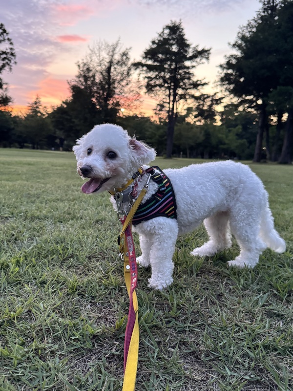 シャイだけど好奇心旺盛で活発なアネムちゃん｜いつでも里親募集中