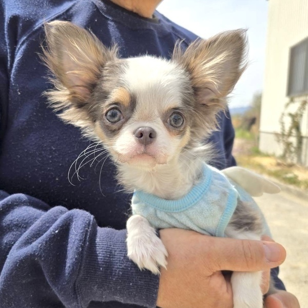 【2匹でお迎えしてくださる方を探しています】チワワのププくん｜いつでも里親募集中