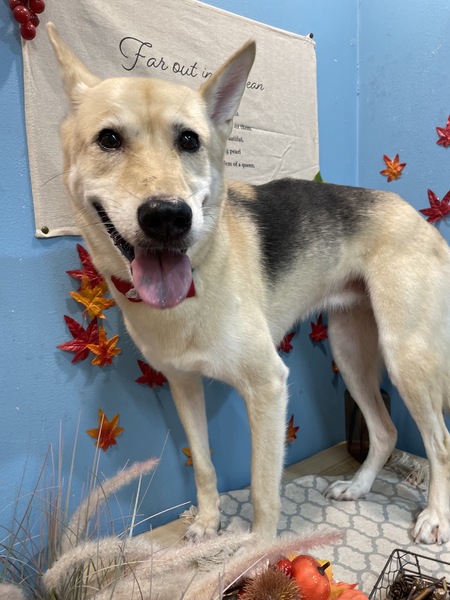 心愛です。ビビりですが心優しい女の子です。｜いつでも里親募集中