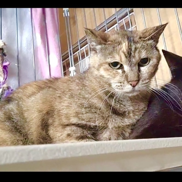 キジトラの女の子、メロンちゃん｜いつでも里親募集中