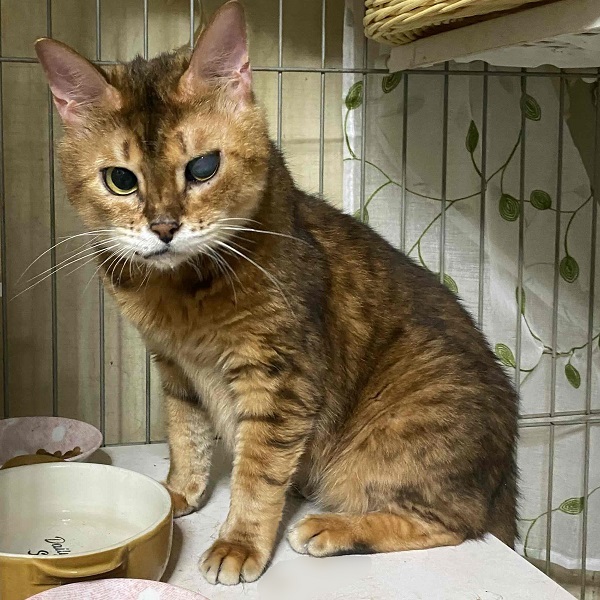 珍しい毛色！呼べば来くる甘えん坊のあかりちゃん｜いつでも里親募集中