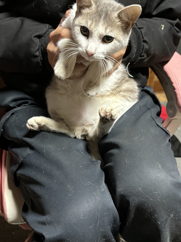 多頭崩壊する前になんとか良い飼い主さんに繋げたい｜いつでも里親募集中