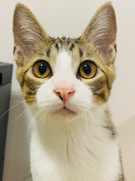 人も猫も大好き！元気＆超甘えん坊なボブテール君！｜いつでも里親募集中