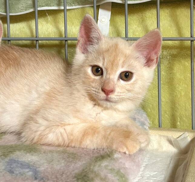 【5/11東日本橋】おっとり茶トラ男子♡ジェーンシーモアくん｜いつでも里親募集中